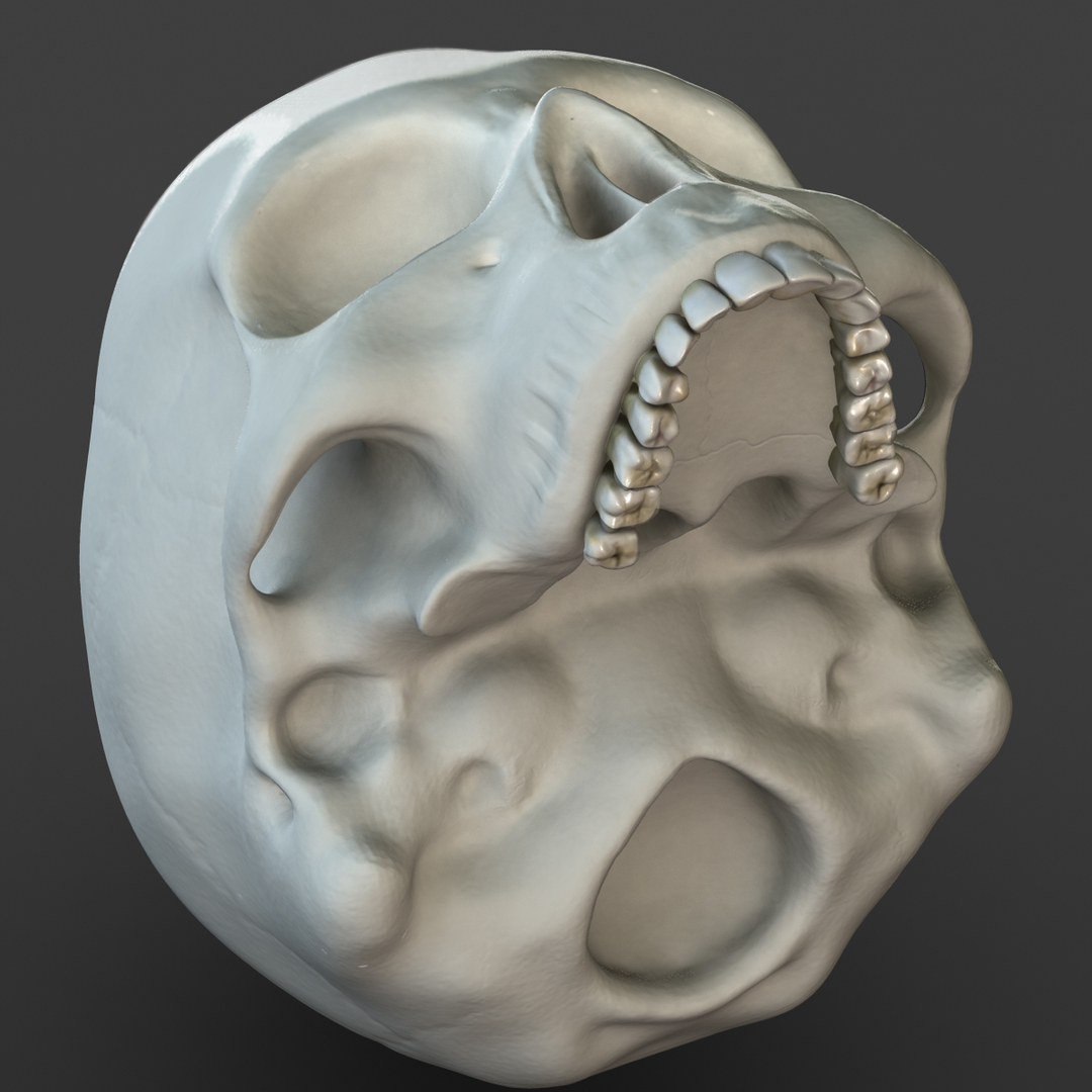 3d x-ray male face