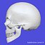 3d X-ray Male Face