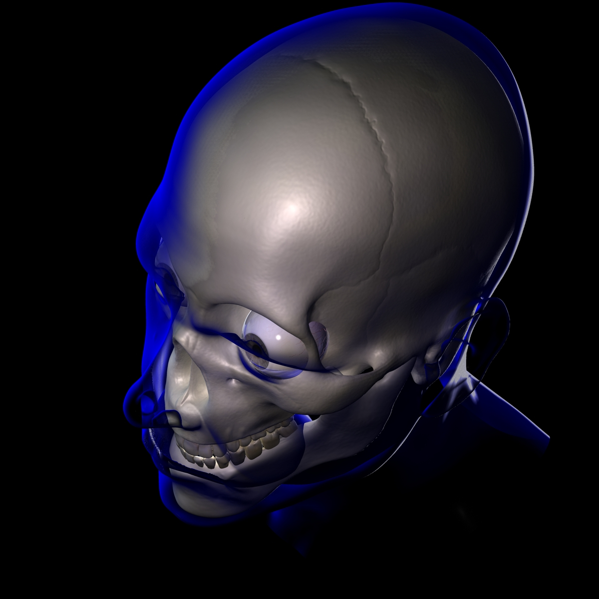 3d x-ray male face