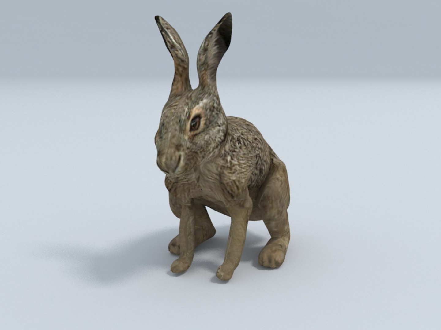 3d model realistic hare