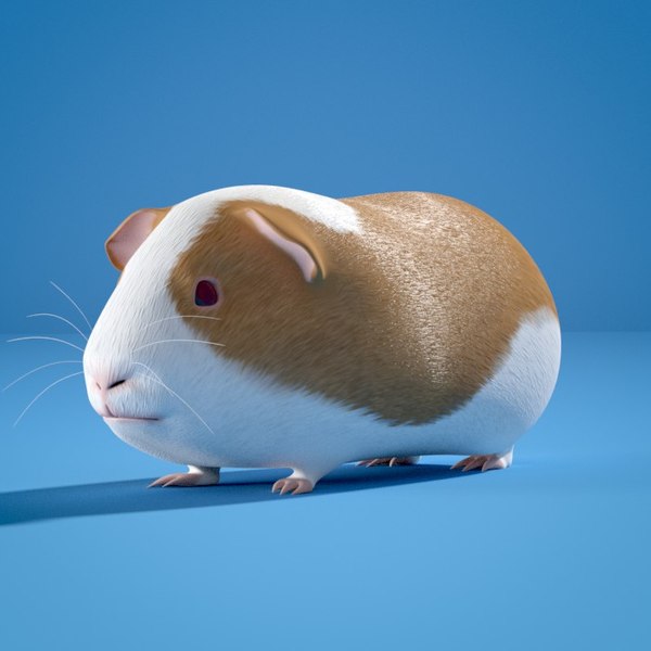 Guinea Pig 3D Models for Download | TurboSquid