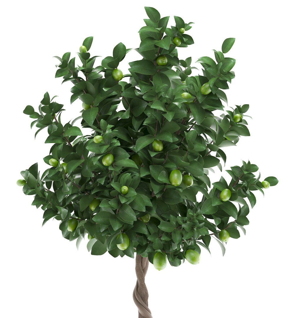 3D Model Lime Tree Lemon Fruit - TurboSquid 1372610