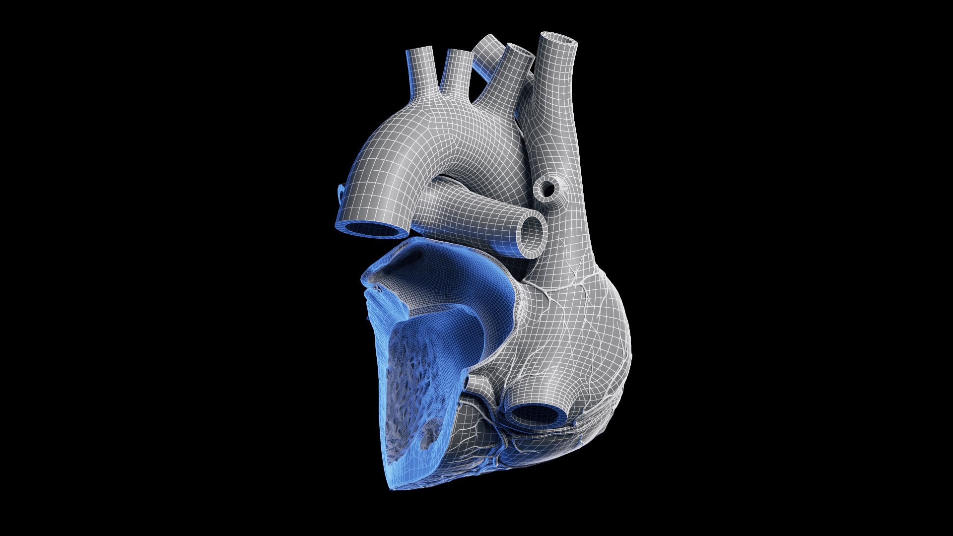 Medically Accurate Lateral Cross-section Of The Human Heart I Animated ...