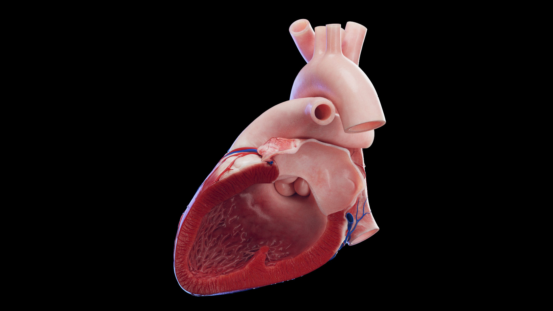 Medically Accurate Lateral Cross-section Of The Human Heart I Animated ...