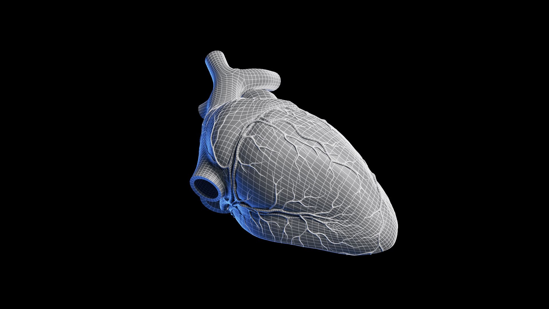 Medically Accurate Lateral Cross-section Of The Human Heart I Animated ...