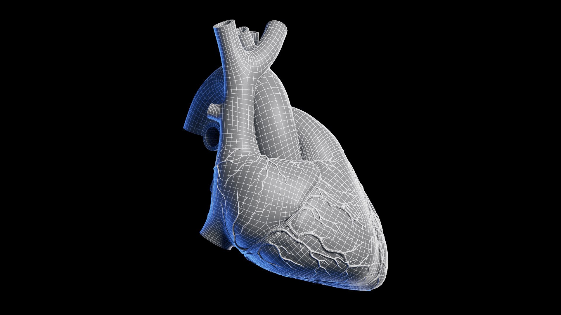 Medically Accurate Lateral Cross-section Of The Human Heart I Animated ...
