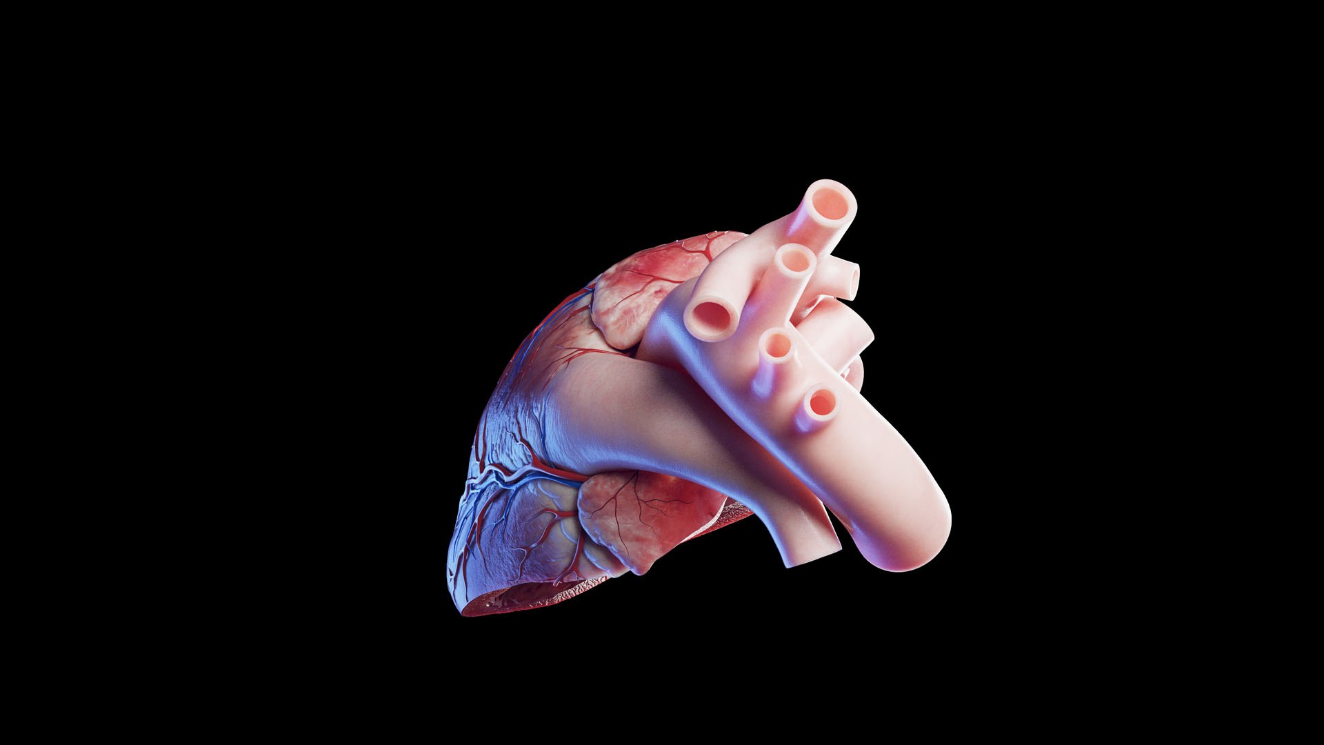 Medically Accurate Lateral Cross-section Of The Human Heart I Animated ...