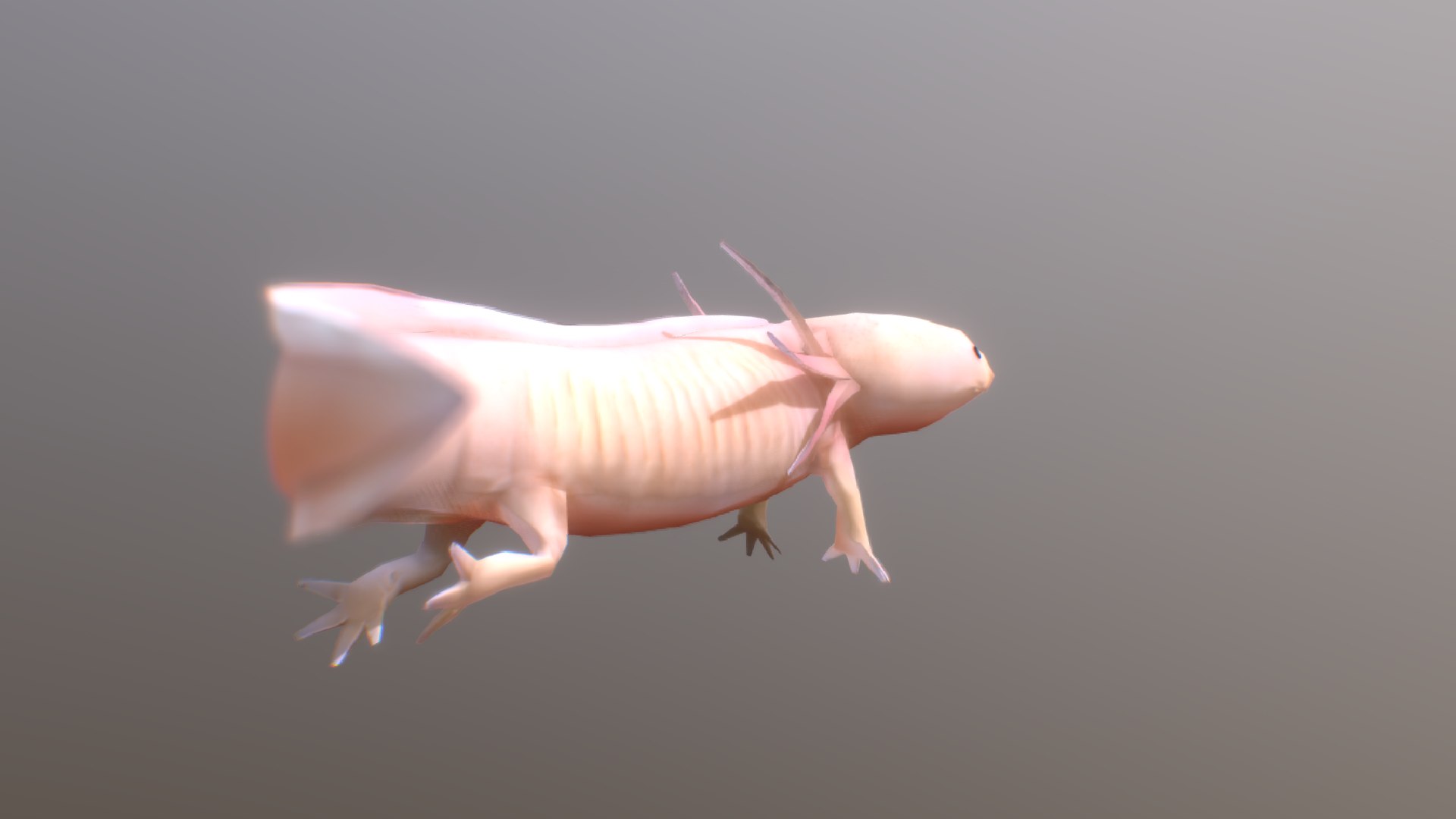 3D Axolotl - TurboSquid 1956677