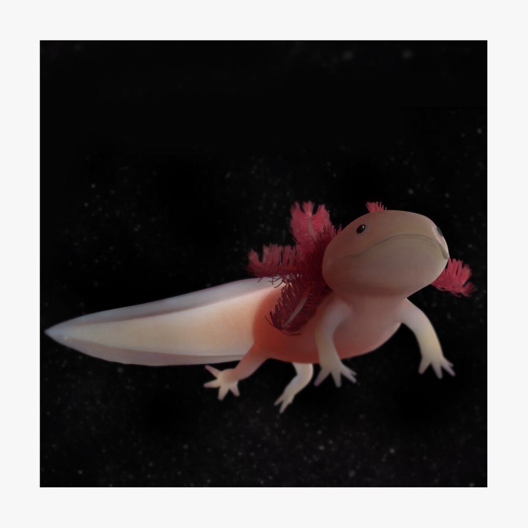 3D Axolotl - TurboSquid 1956677