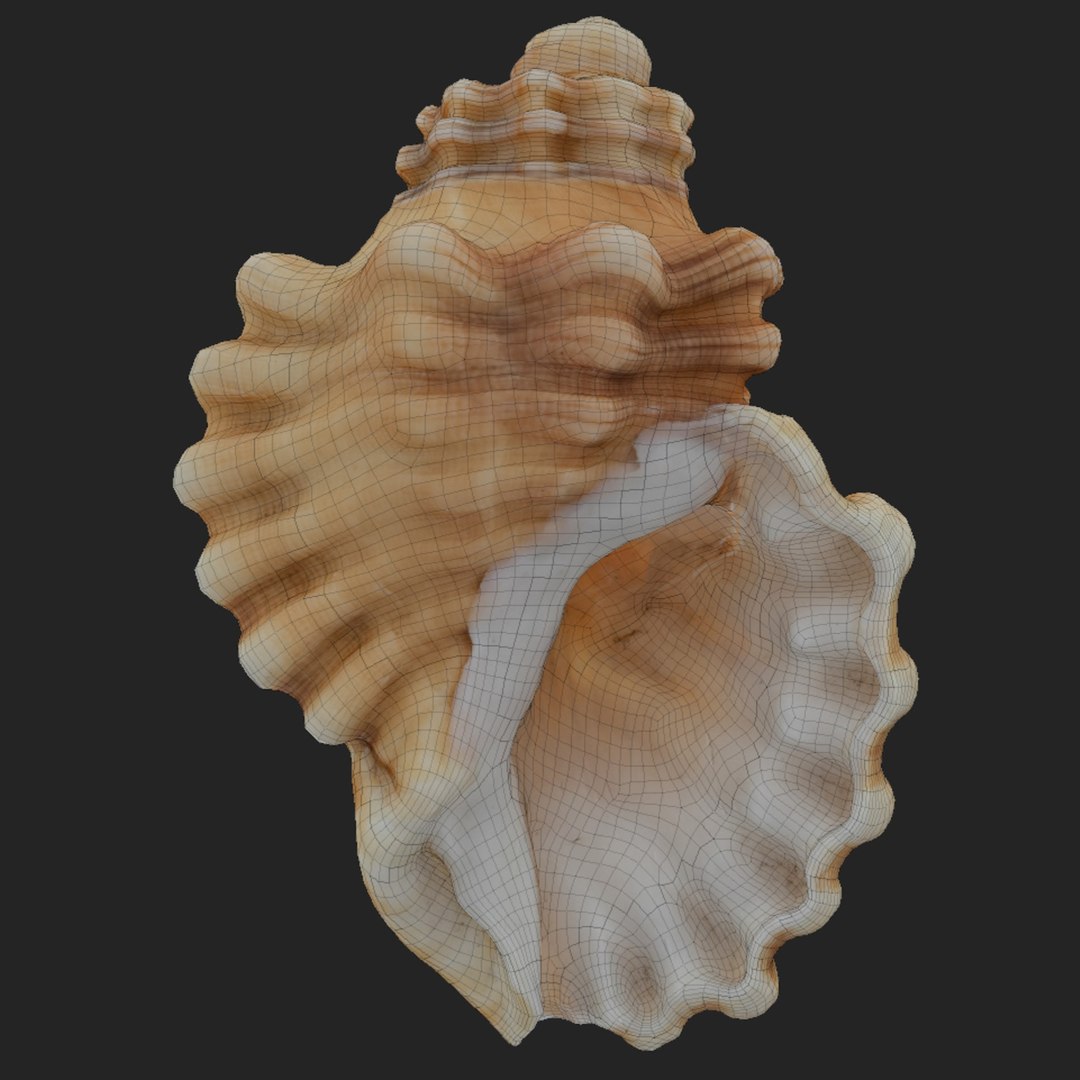 Sea Shell 3D - TurboSquid 2072381