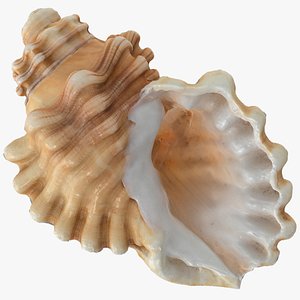 Conch Shell 3D Models for Download | TurboSquid