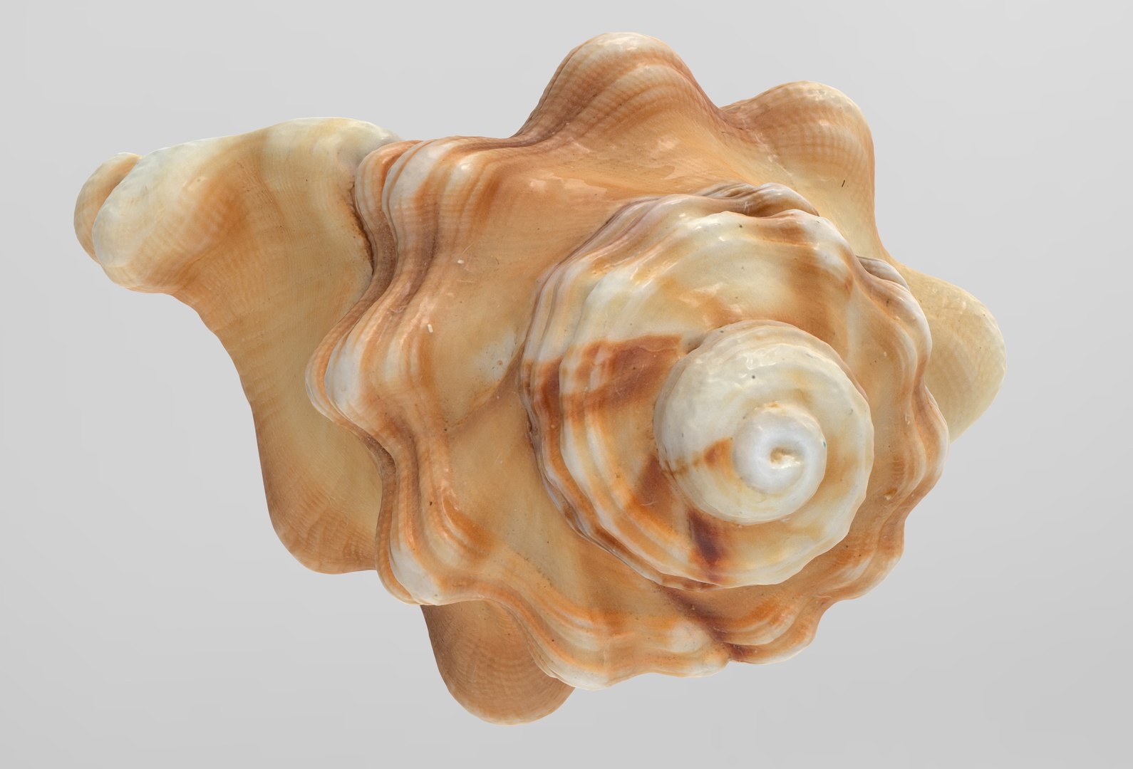 Sea Shell 3D - TurboSquid 2072381