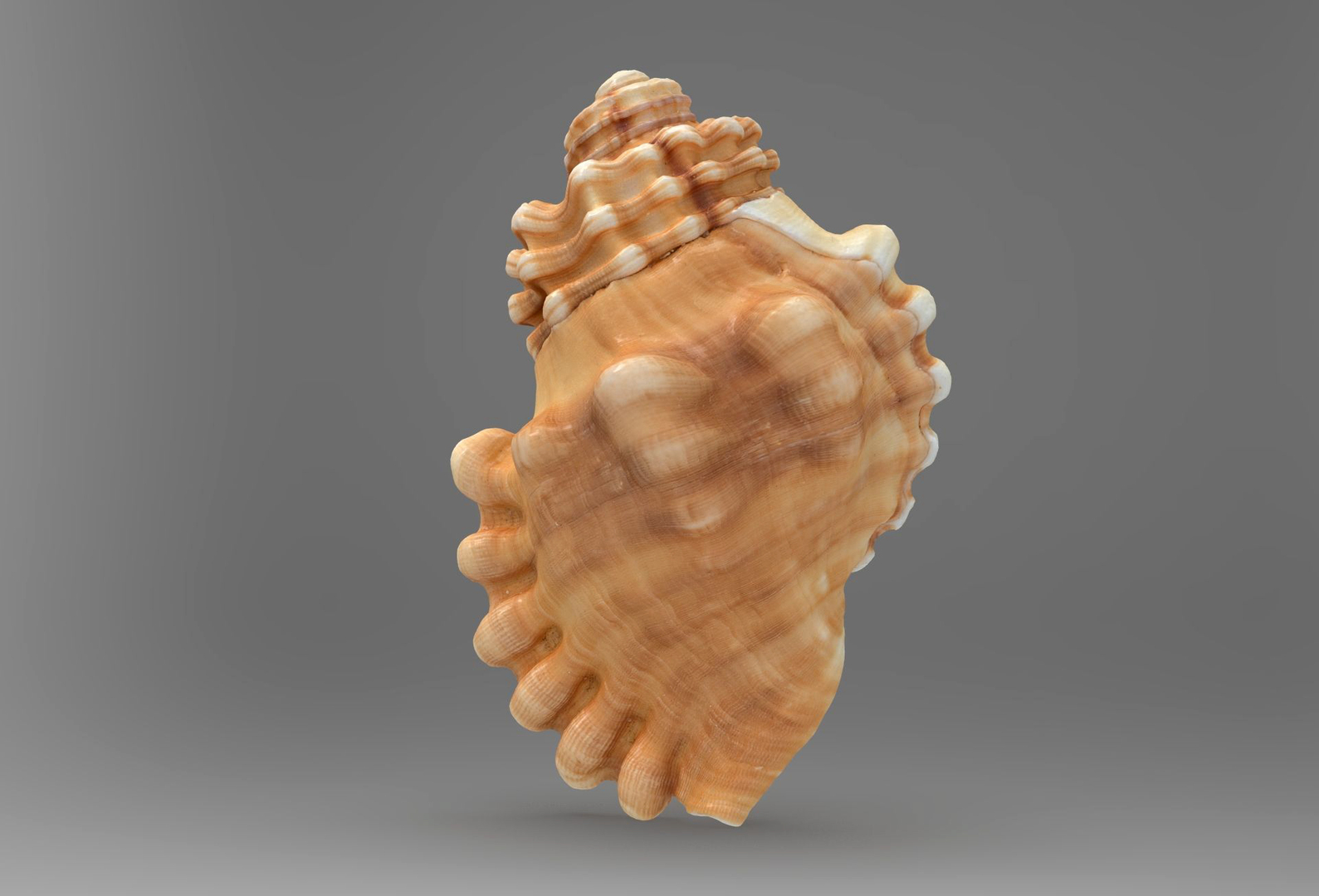 Sea Shell 3D - TurboSquid 2072381