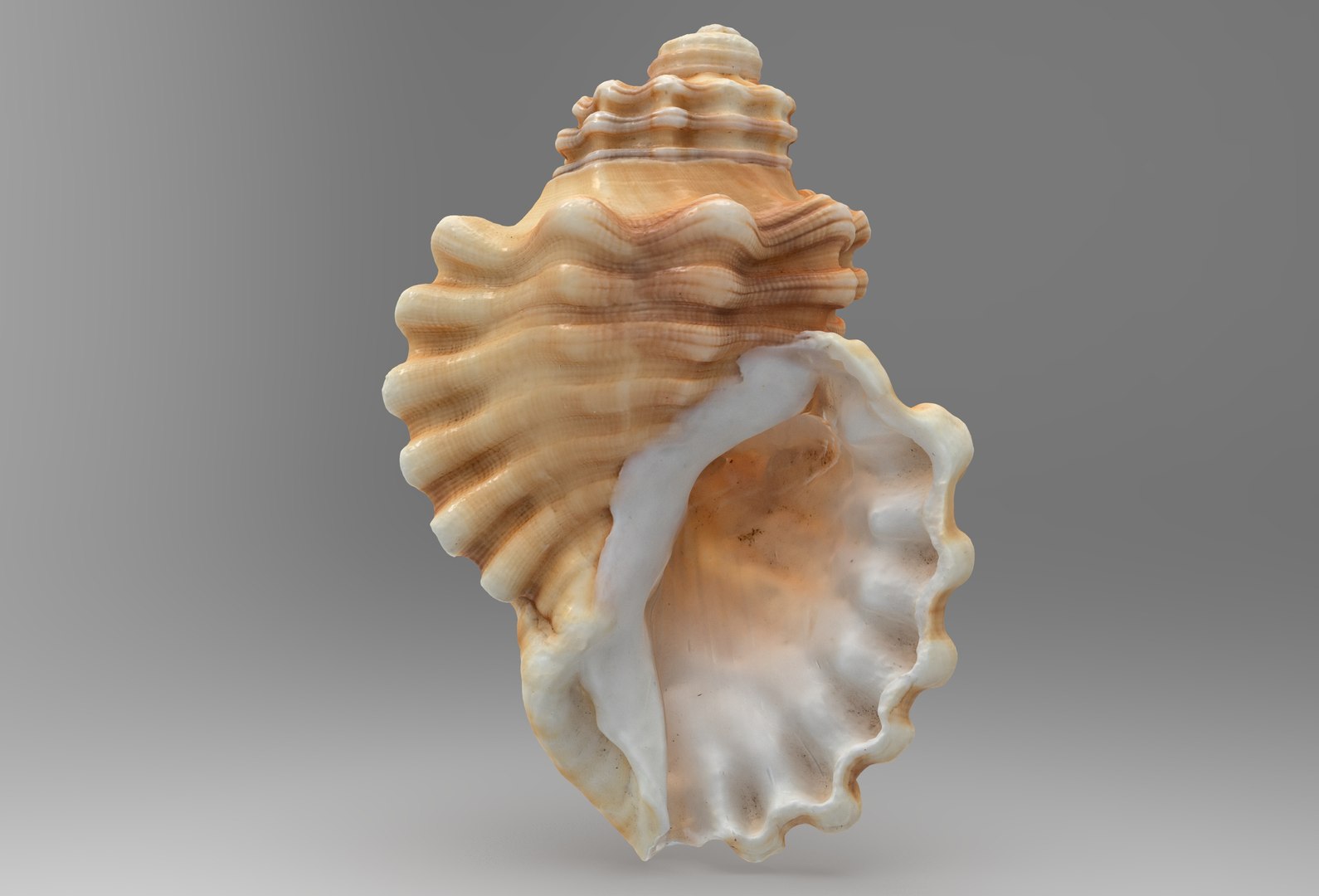 Sea Shell 3D - TurboSquid 2072381