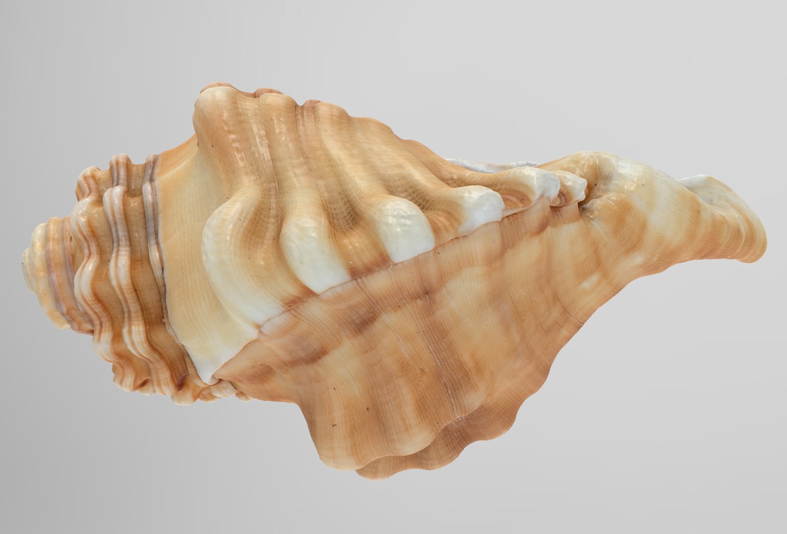 Sea Shell 3D - TurboSquid 2072381