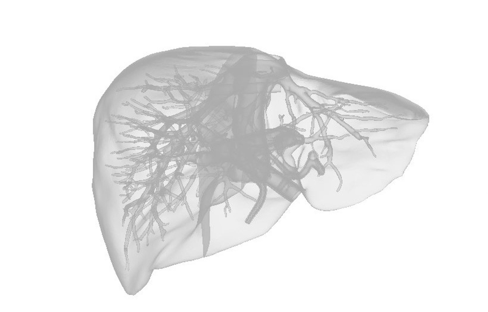 3D Liver - TurboSquid 1417349
