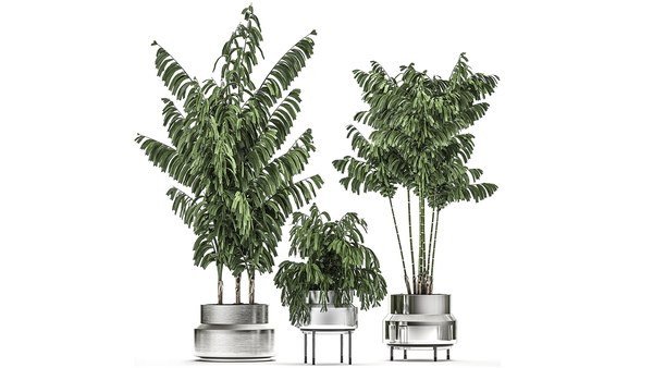modelo 3d Palmera decorativa Chamaedorea en maceta cromada 796 ...