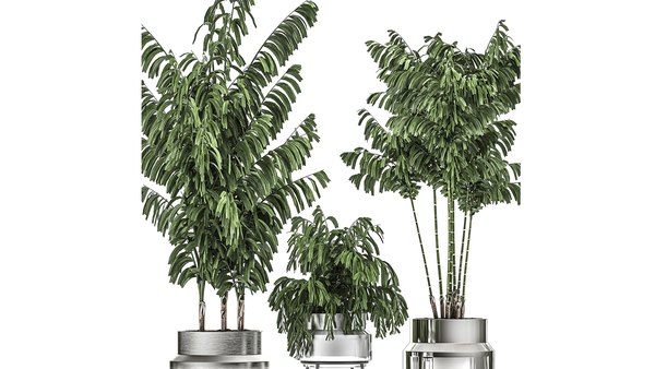 modelo 3d Palmera decorativa Chamaedorea en maceta cromada 796 ...