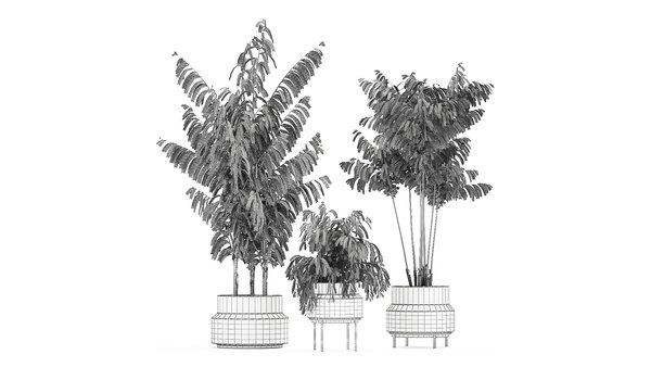 modelo 3d Palmera decorativa Chamaedorea en maceta cromada 796 ...