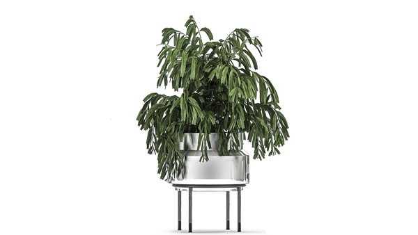 3D chamaedorea decorative palm model - TurboSquid 1674308