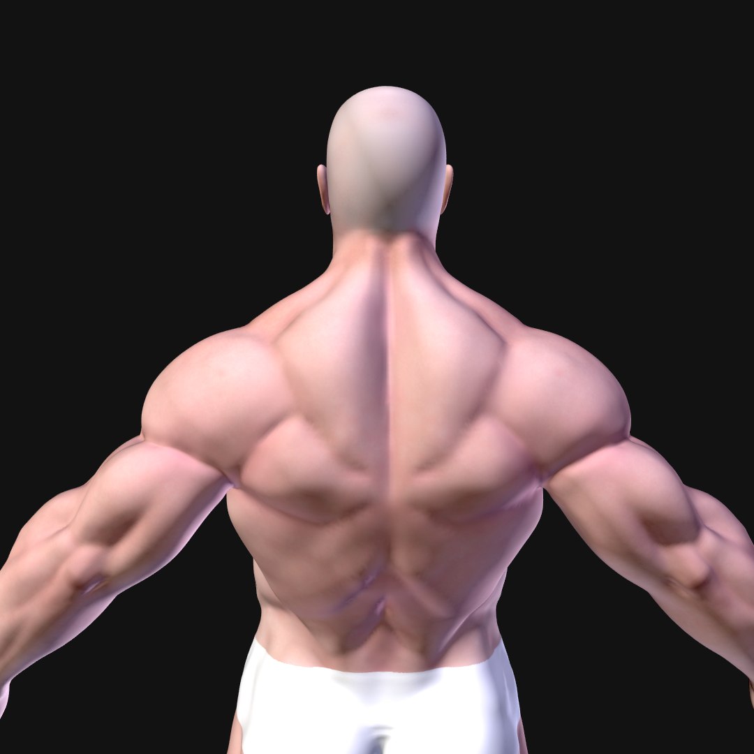 Body Bodybuilding 3d Obj