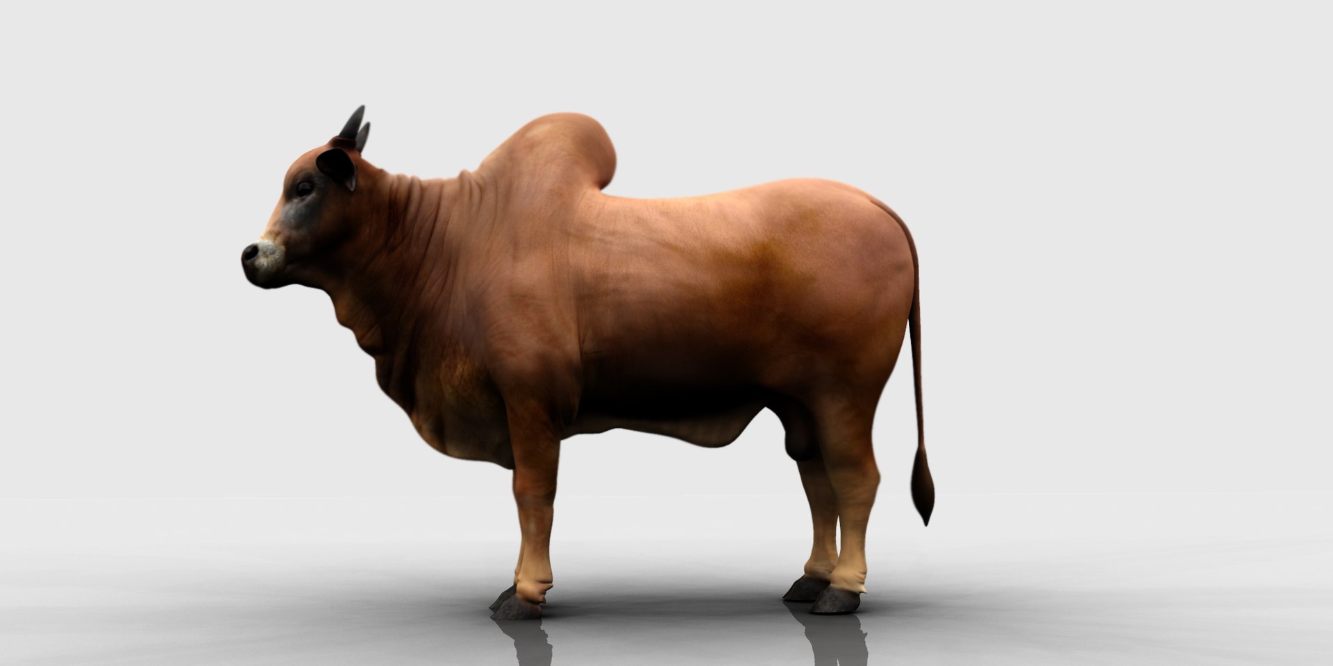 3D bull model - TurboSquid 1463073