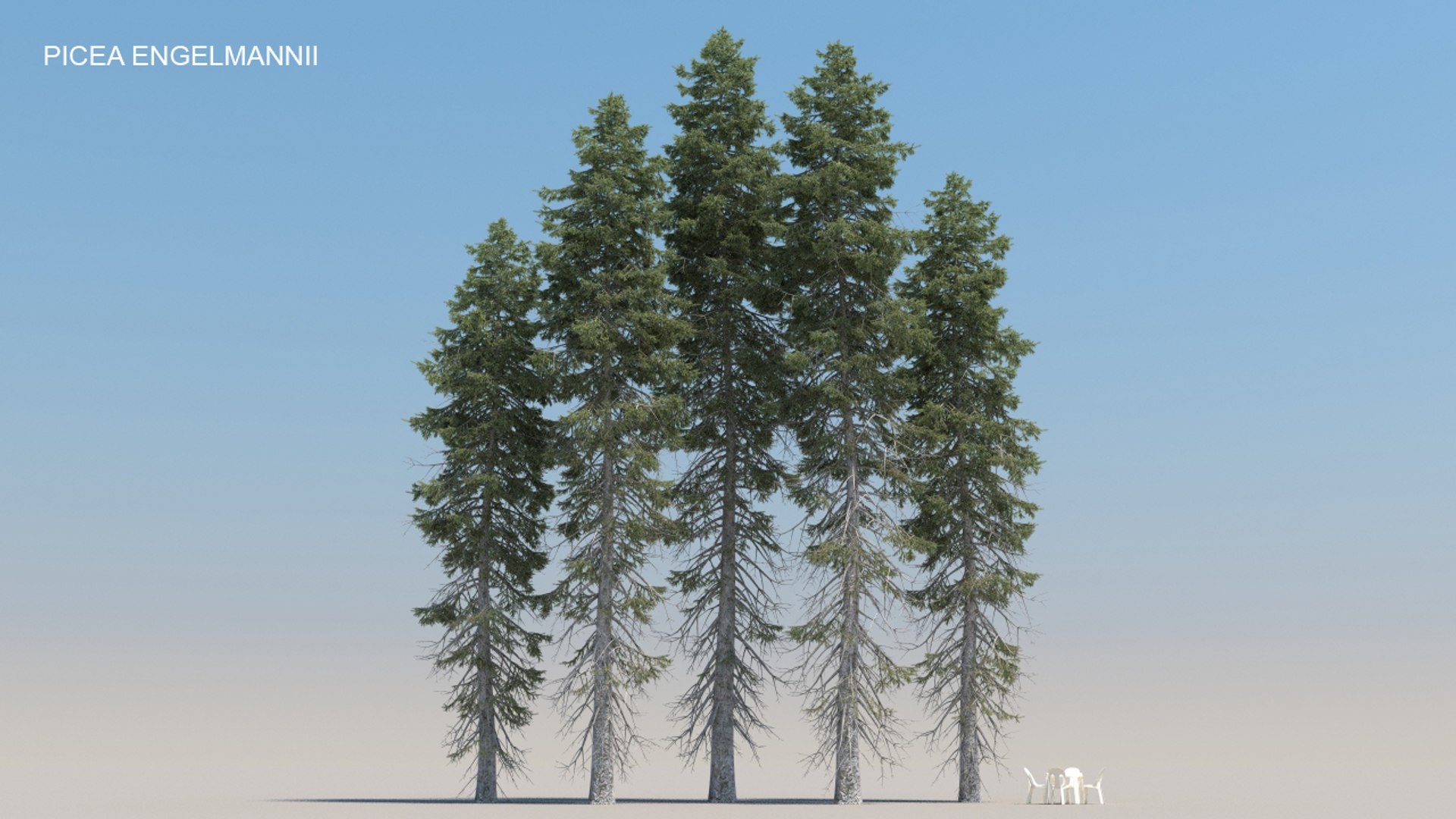 pine trees 60 3d model