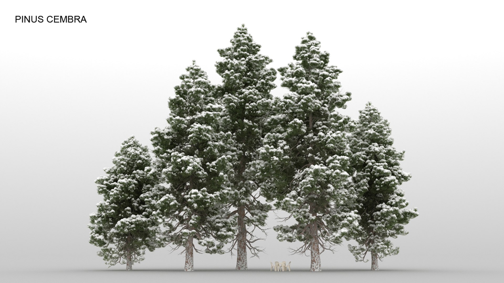 pine trees 60 3d model