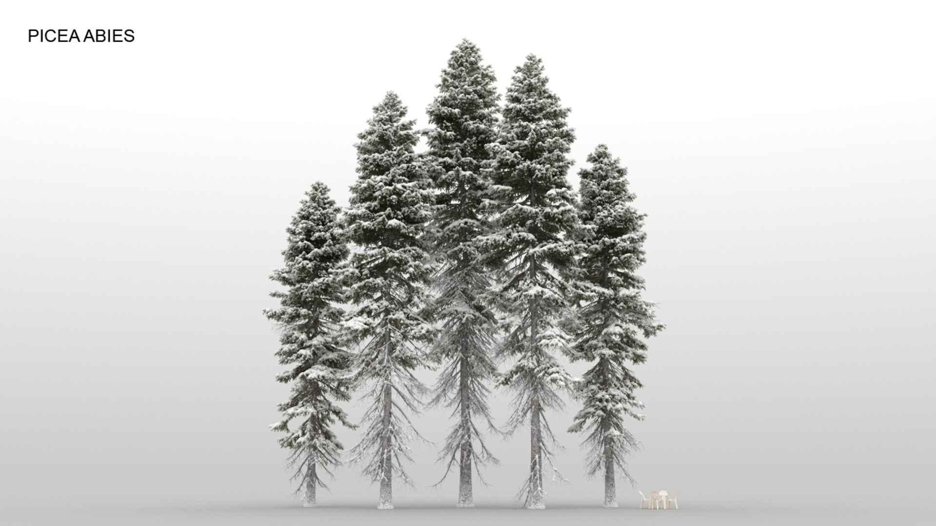 pine trees 60 3d model