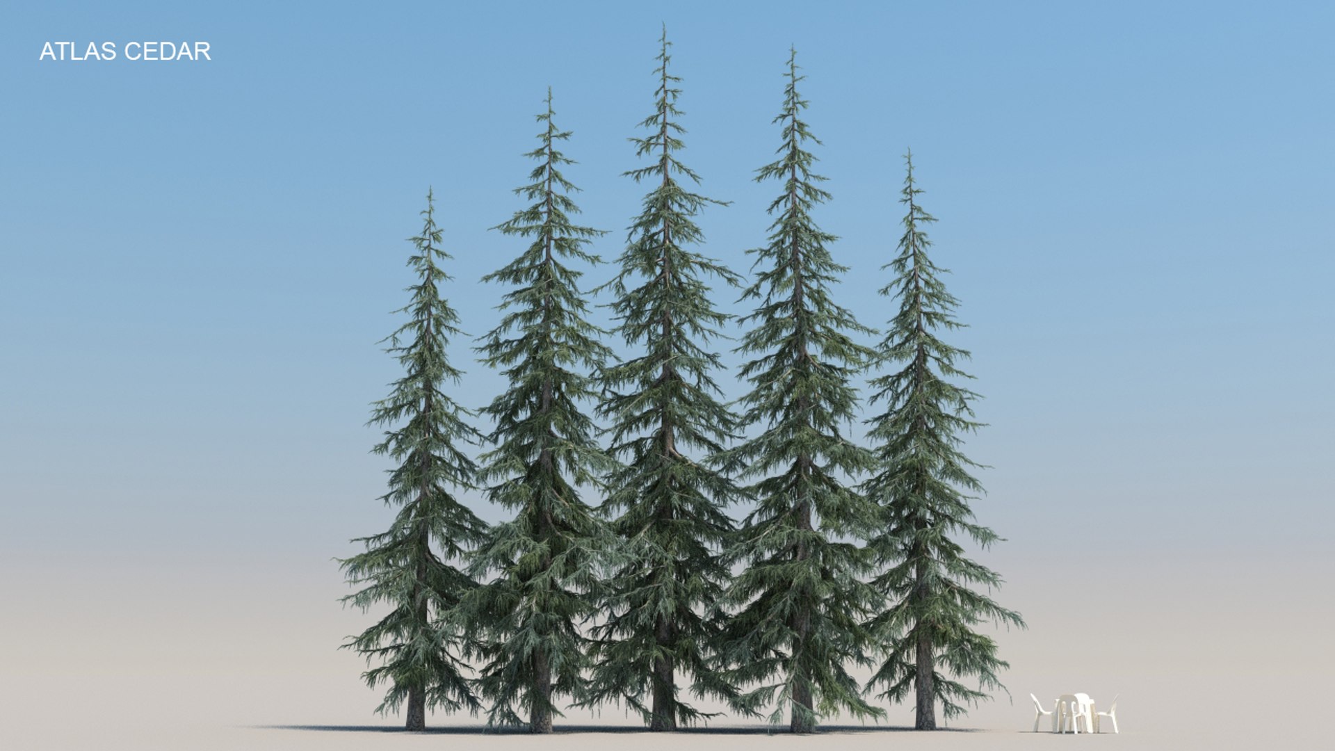 pine trees 60 3d model
