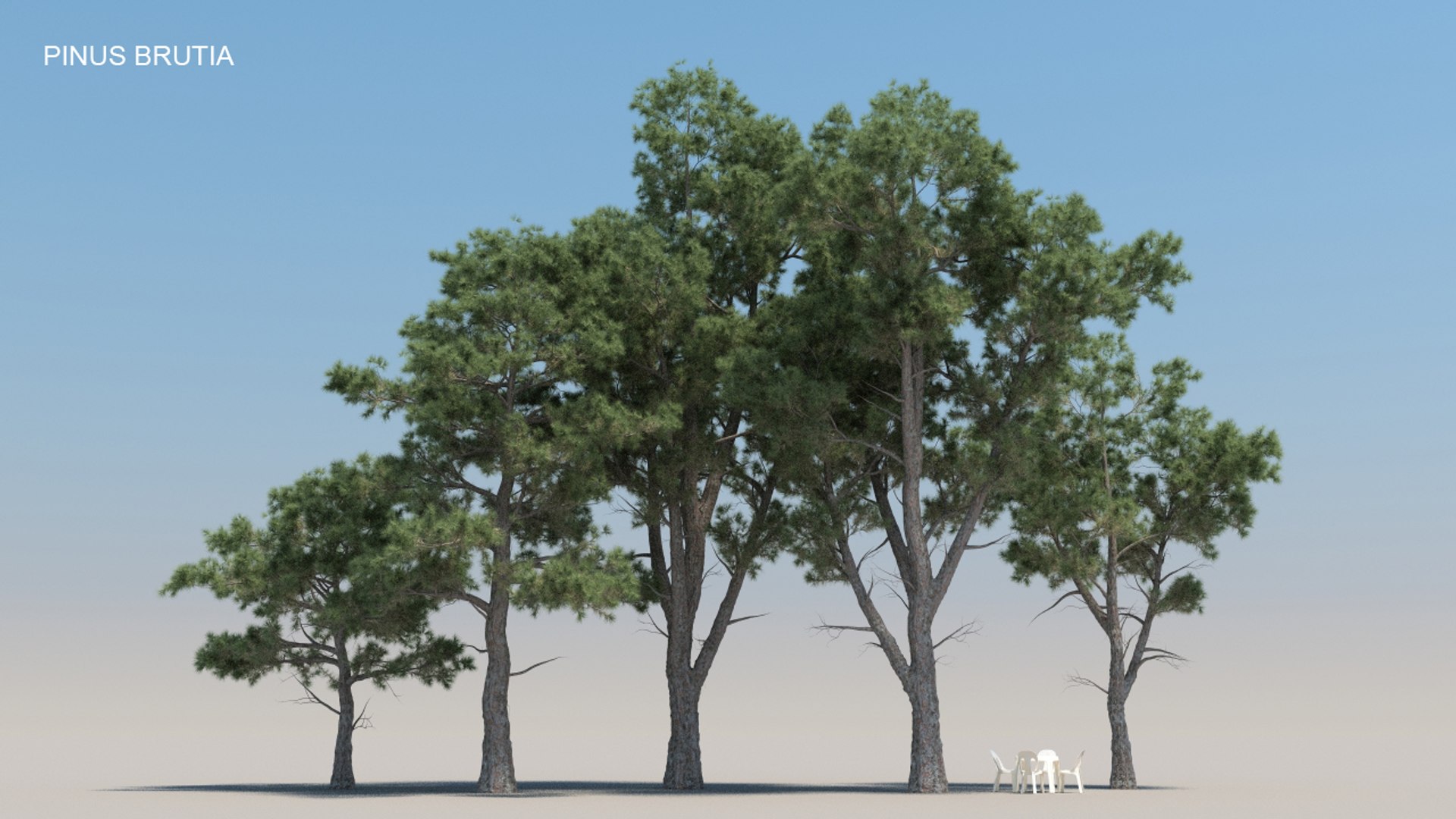 pine trees 60 3d model
