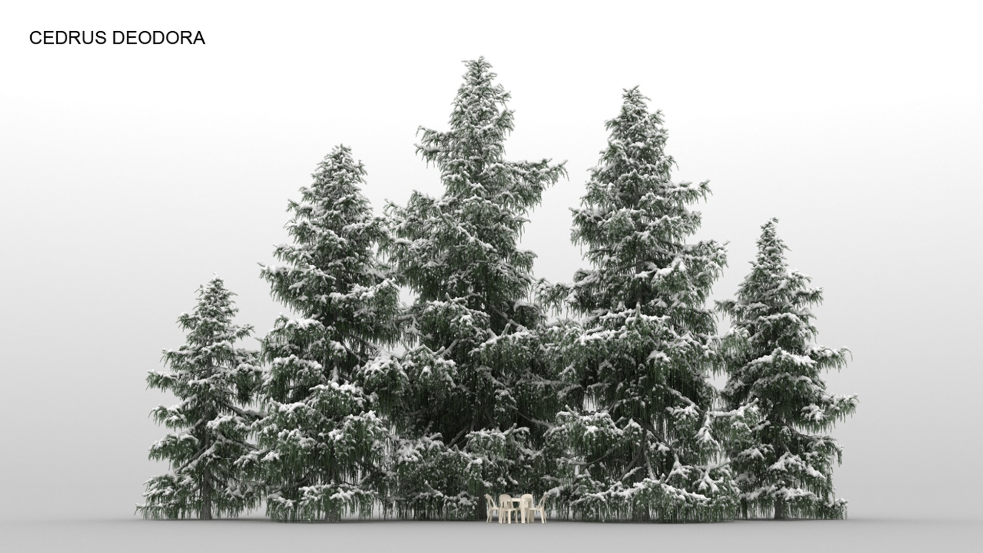 pine trees 60 3d model