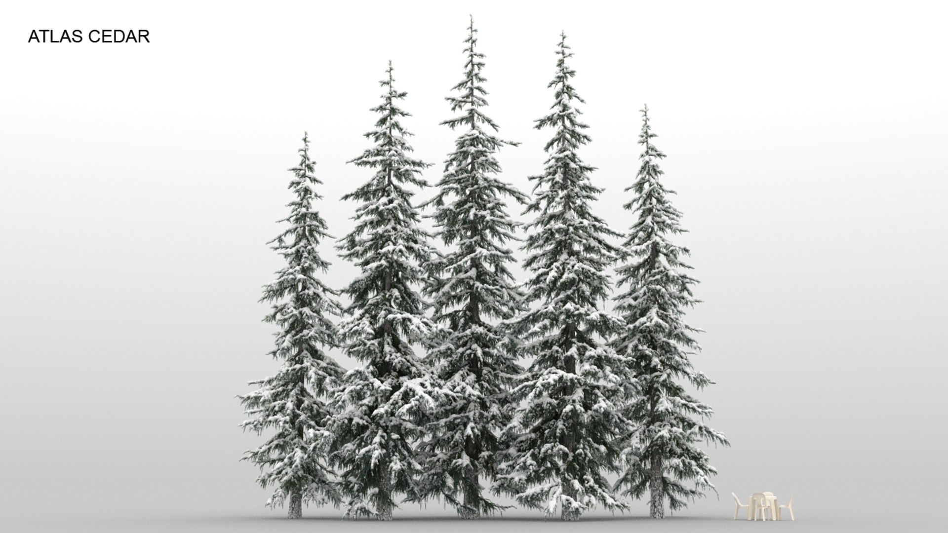 pine trees 60 3d model