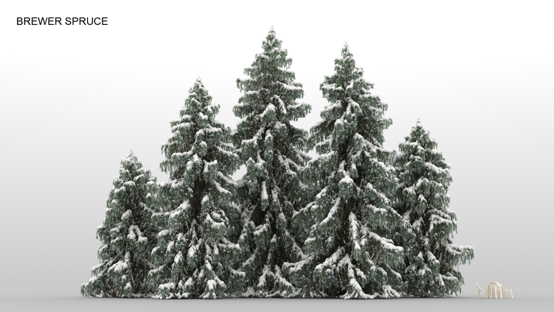 pine trees 60 3d model