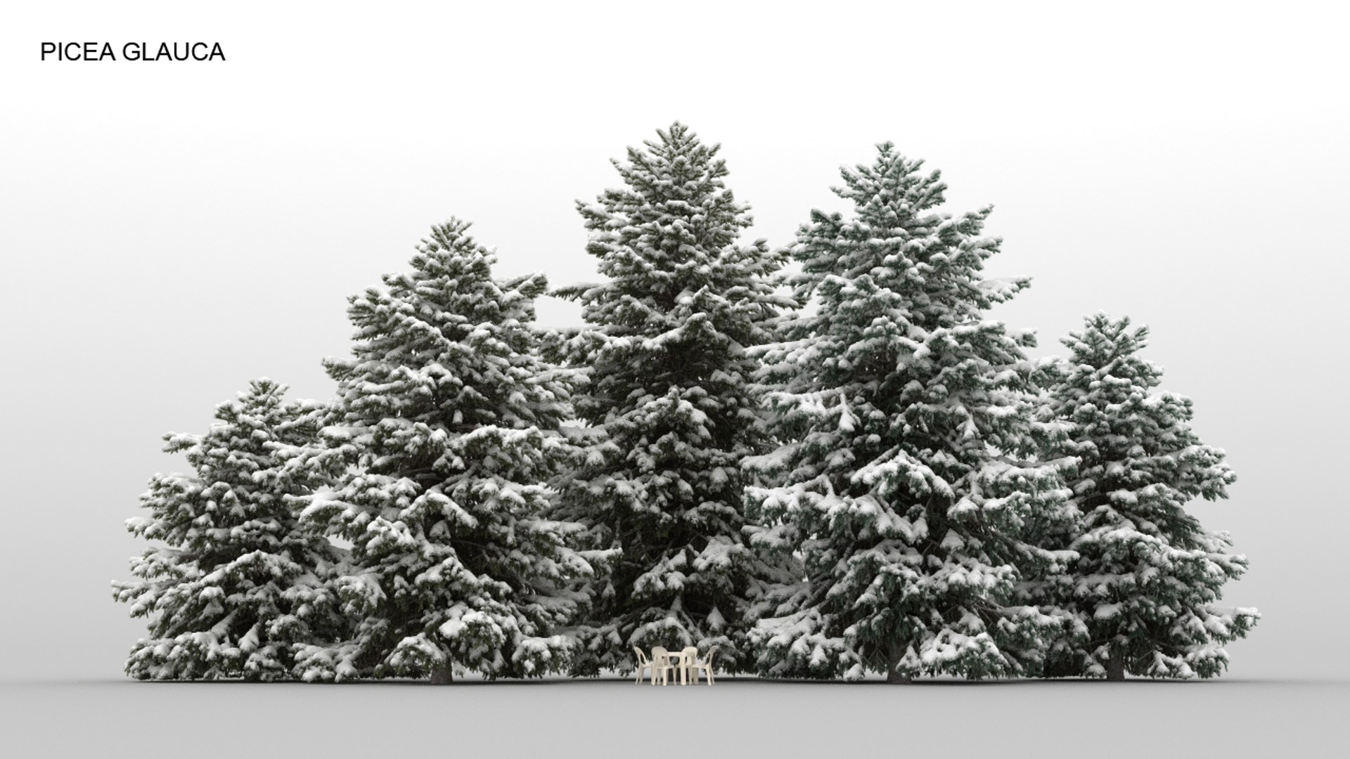 pine trees 60 3d model