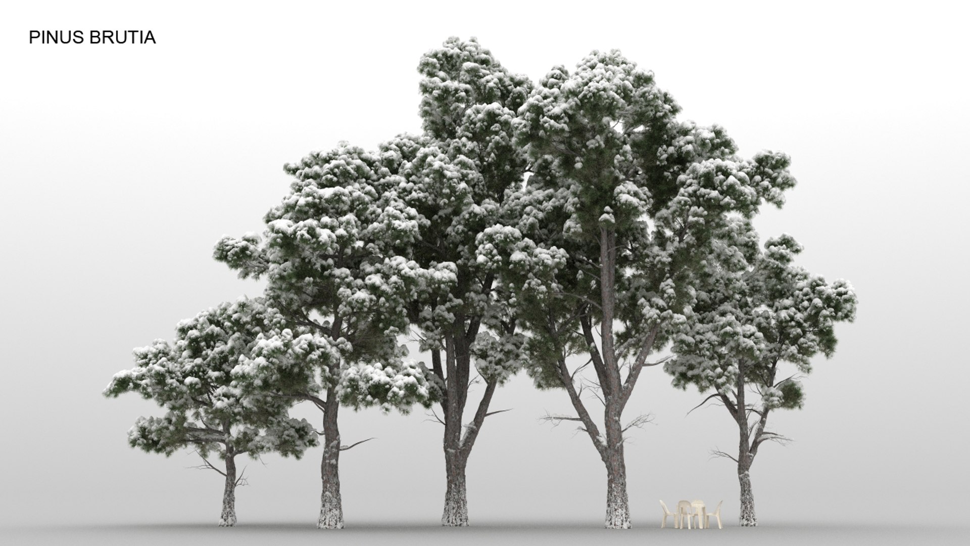 pine trees 60 3d model