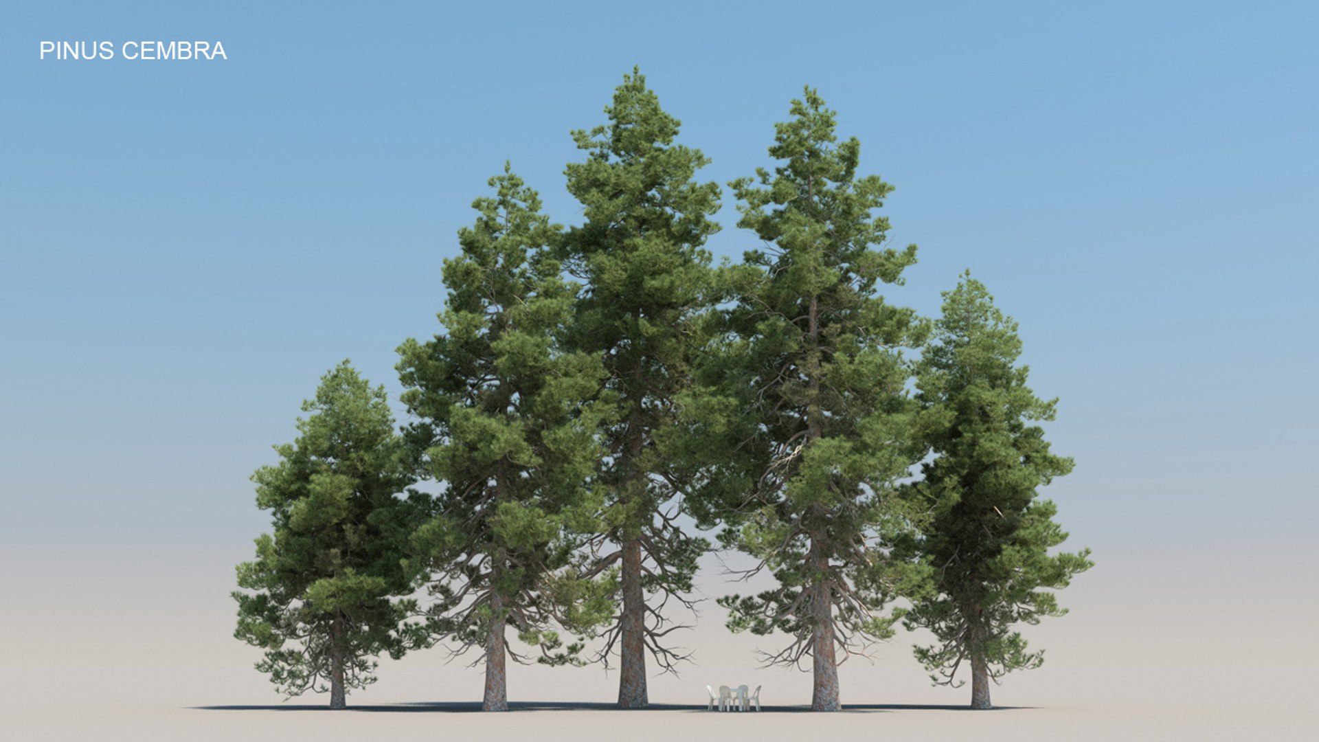 pine trees 60 3d model