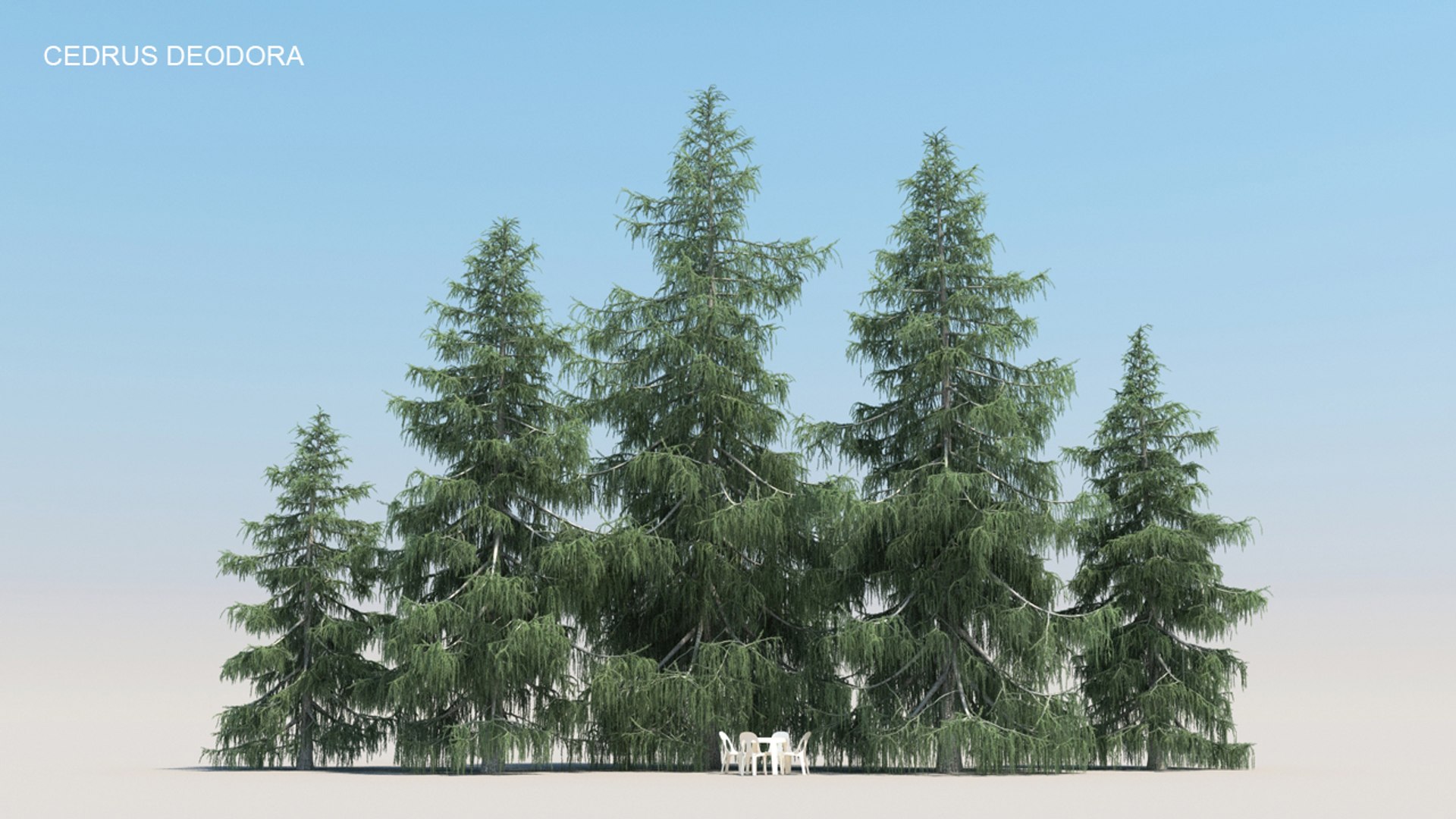 pine trees 60 3d model