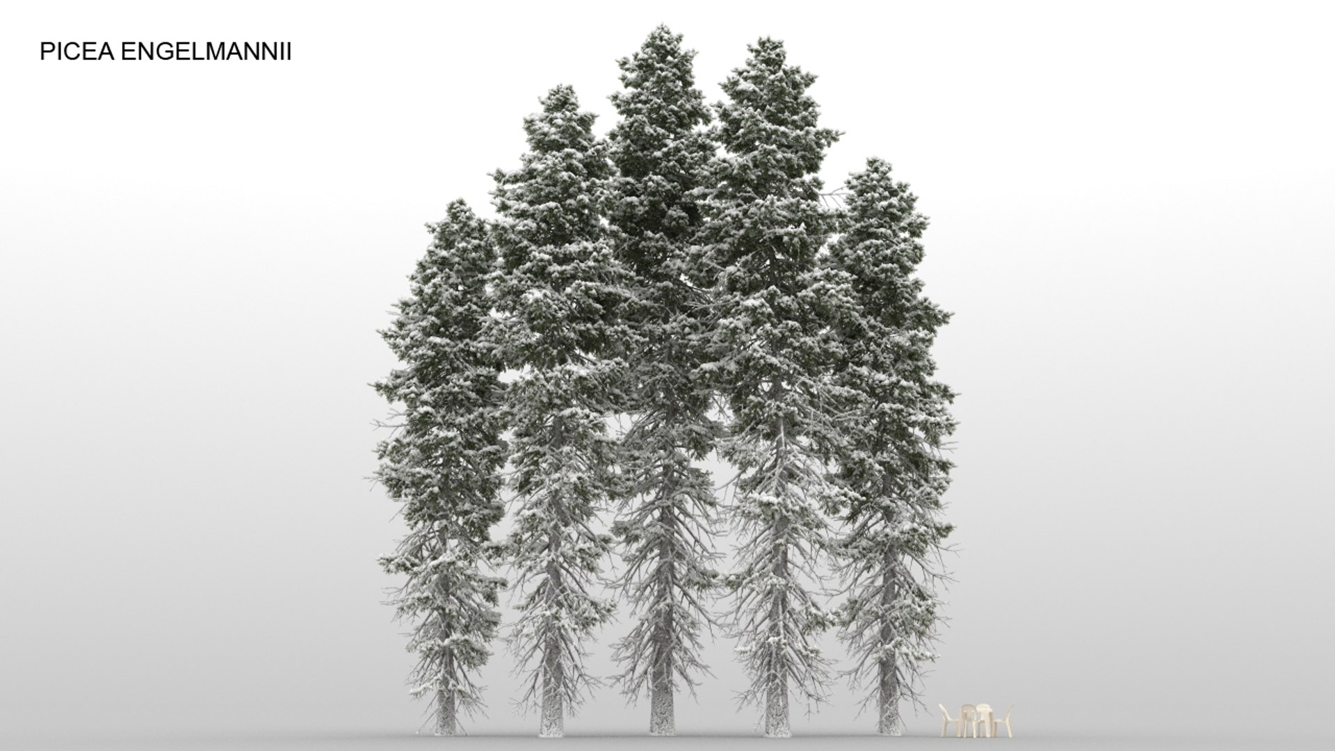 pine trees 60 3d model