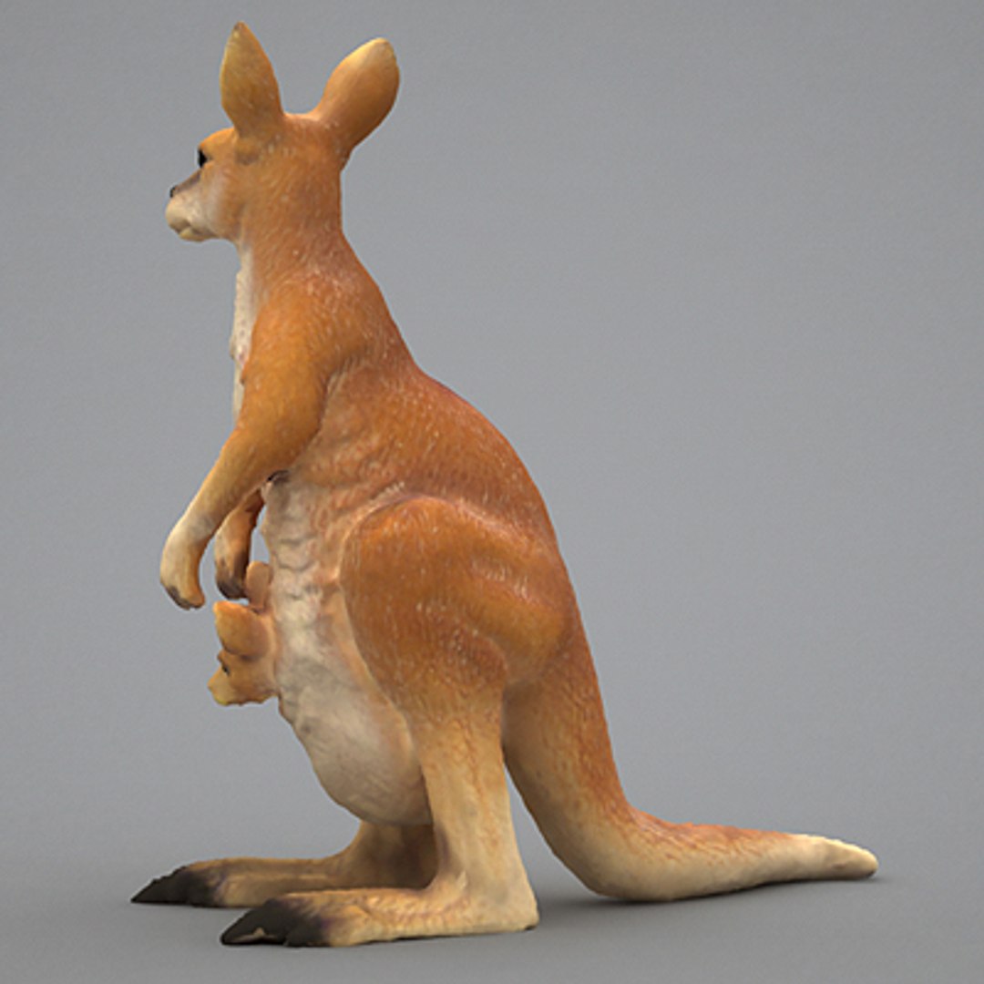 Kangaroo 3d Model