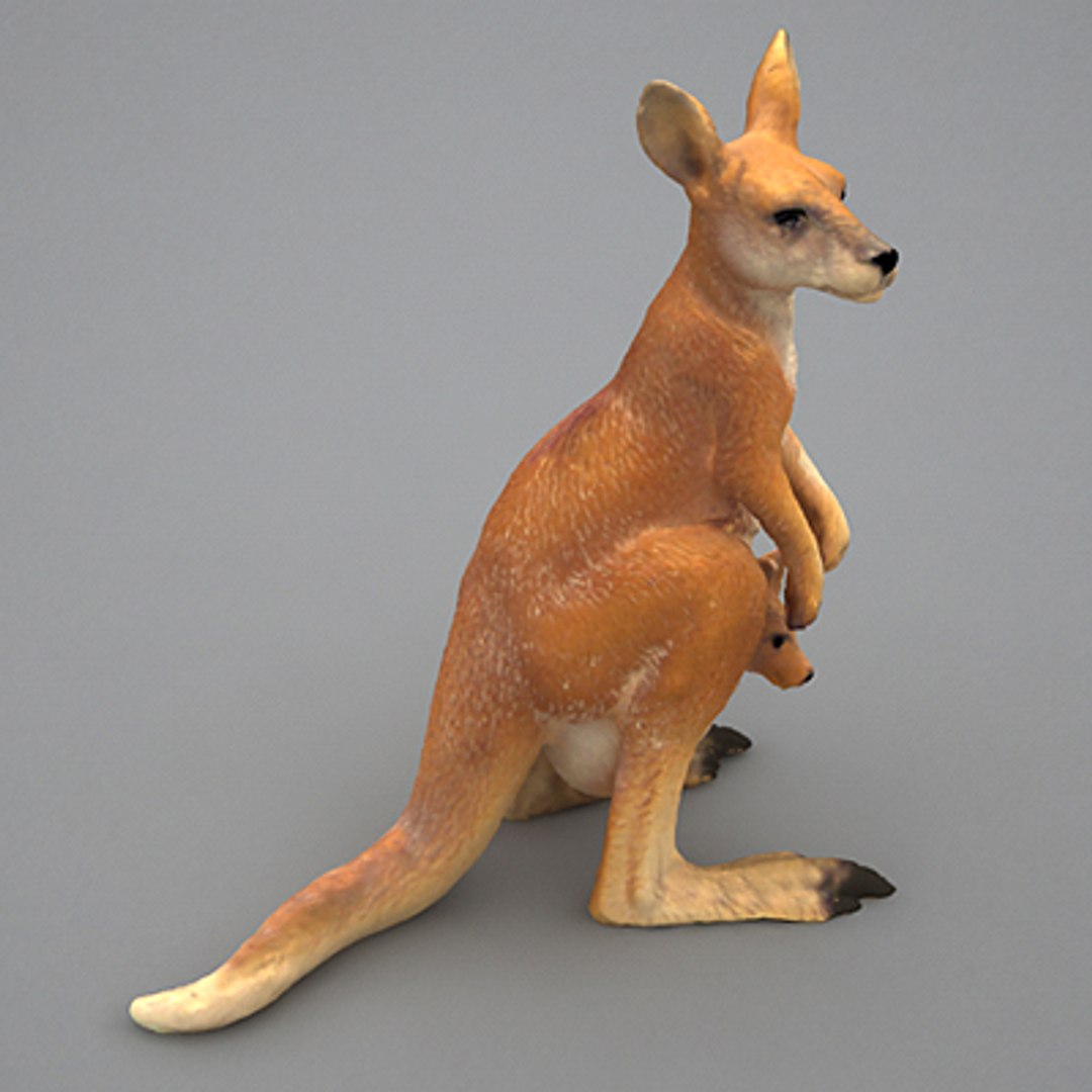 Kangaroo 3d Model