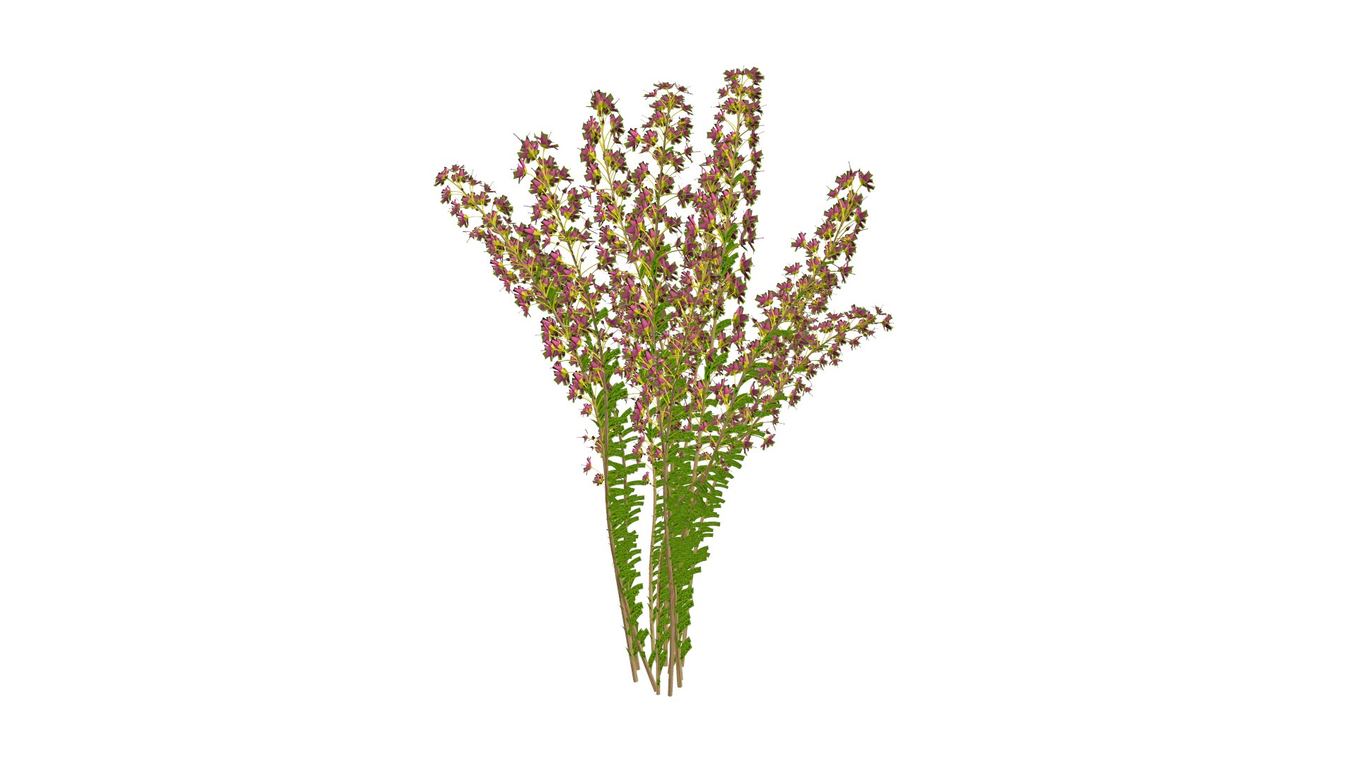 3D heather flower architectural model - TurboSquid 1344436