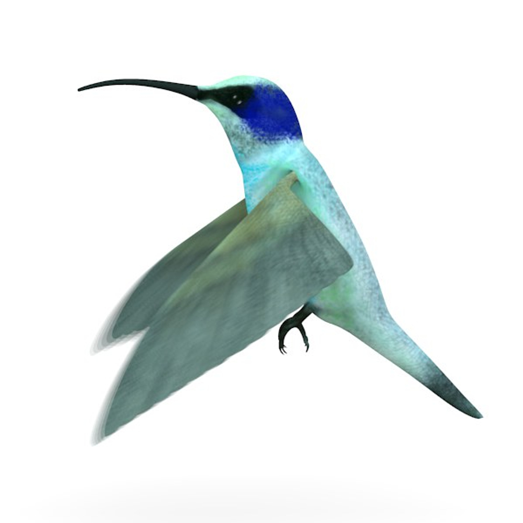 3d model colibri bird rigged