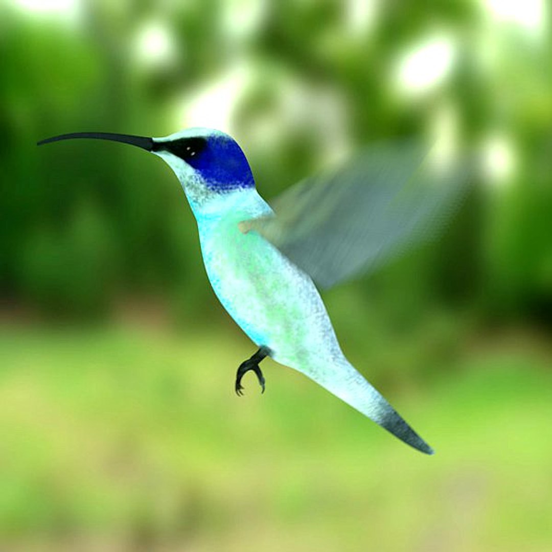 3d Model Colibri Bird Rigged