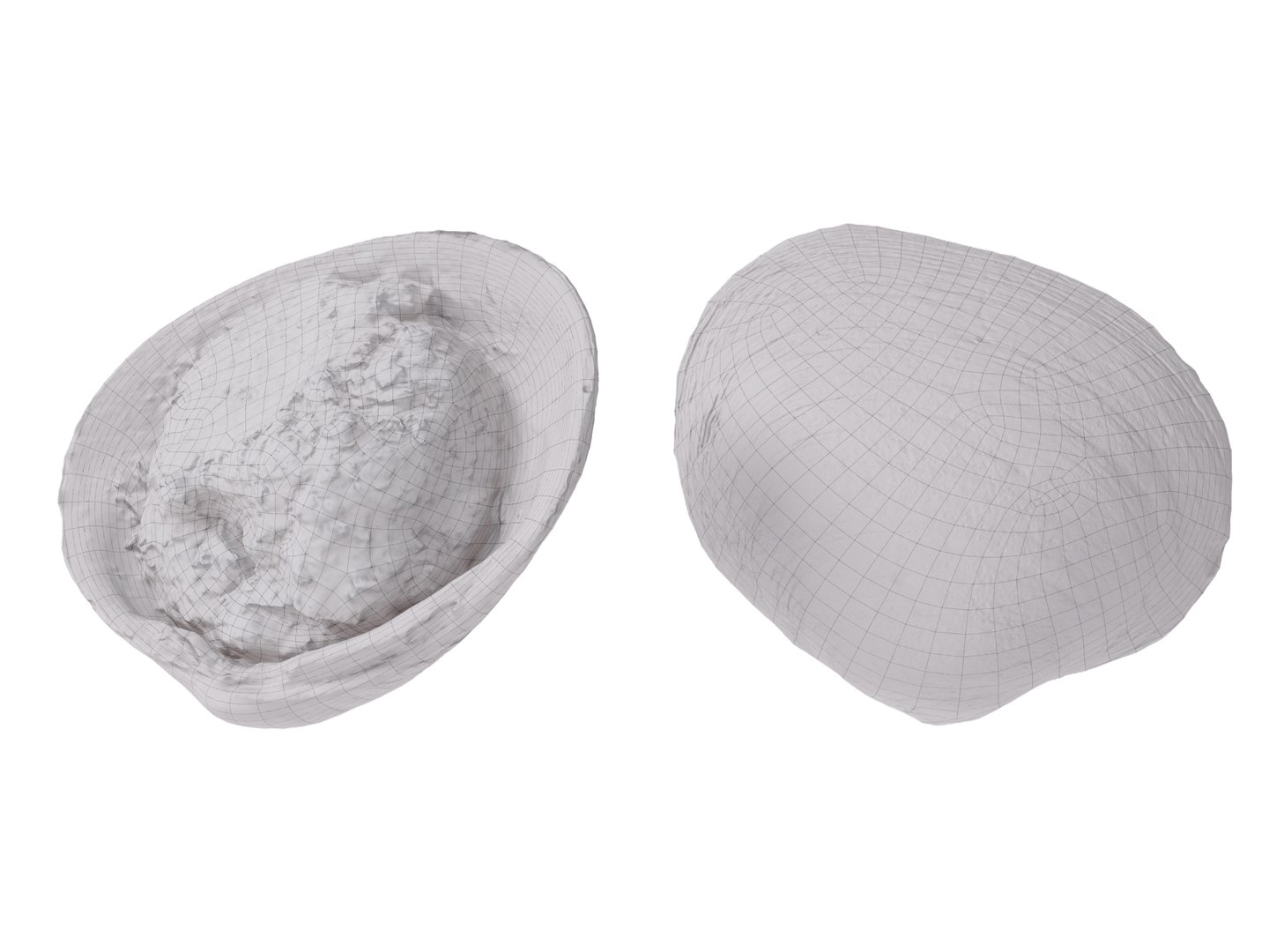 3D Clams Stuffed Model - TurboSquid 2092853