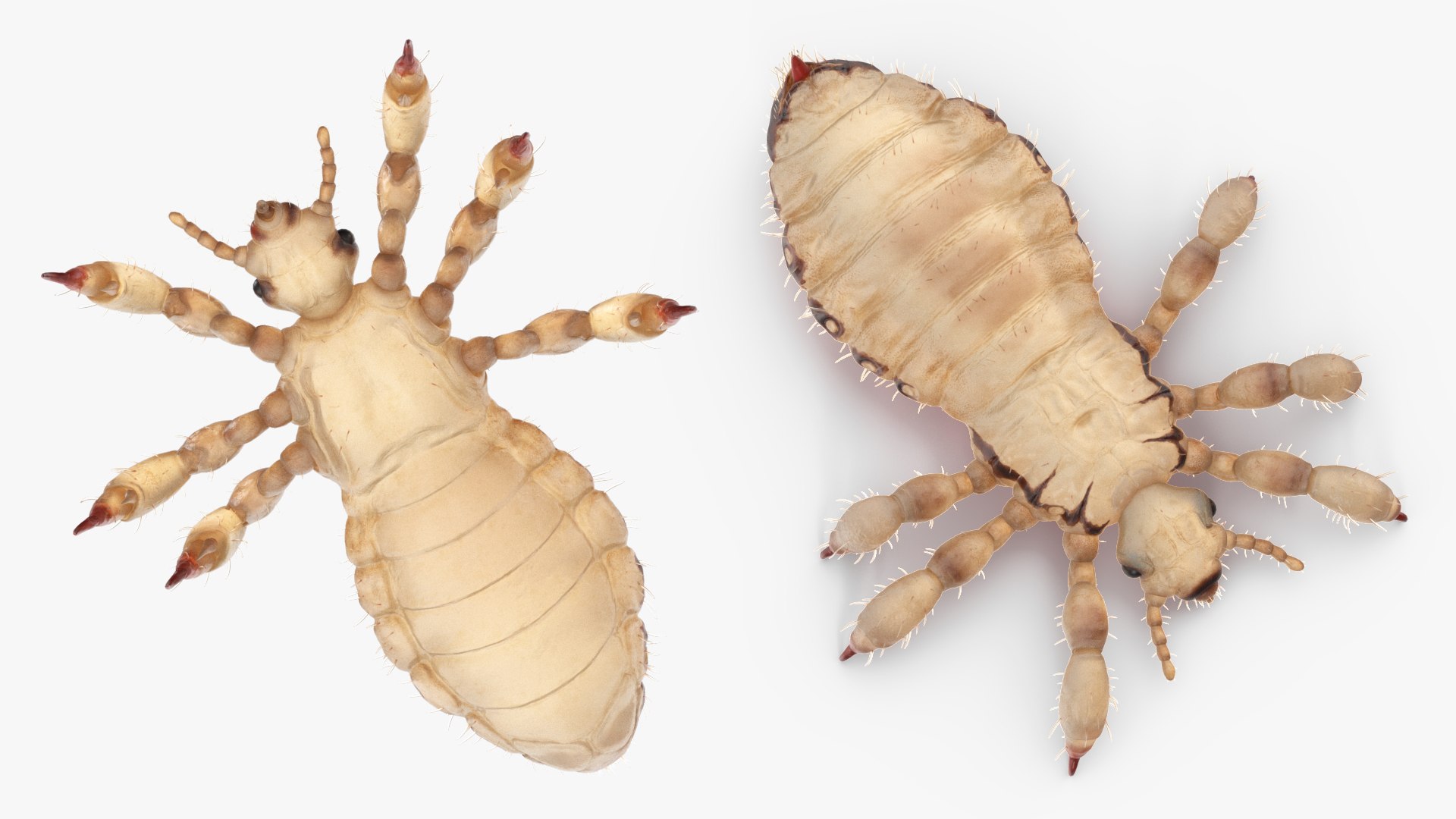 3D Louse White Hiding Pose Model - TurboSquid 2386294