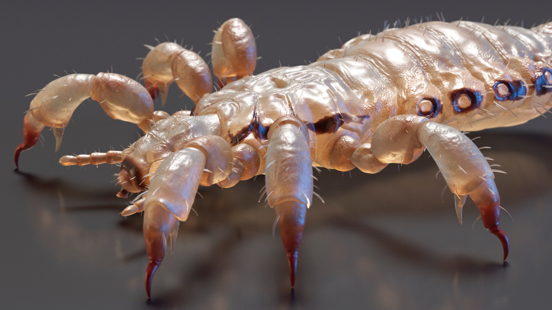 3D Louse White Hiding Pose Model - TurboSquid 2386294