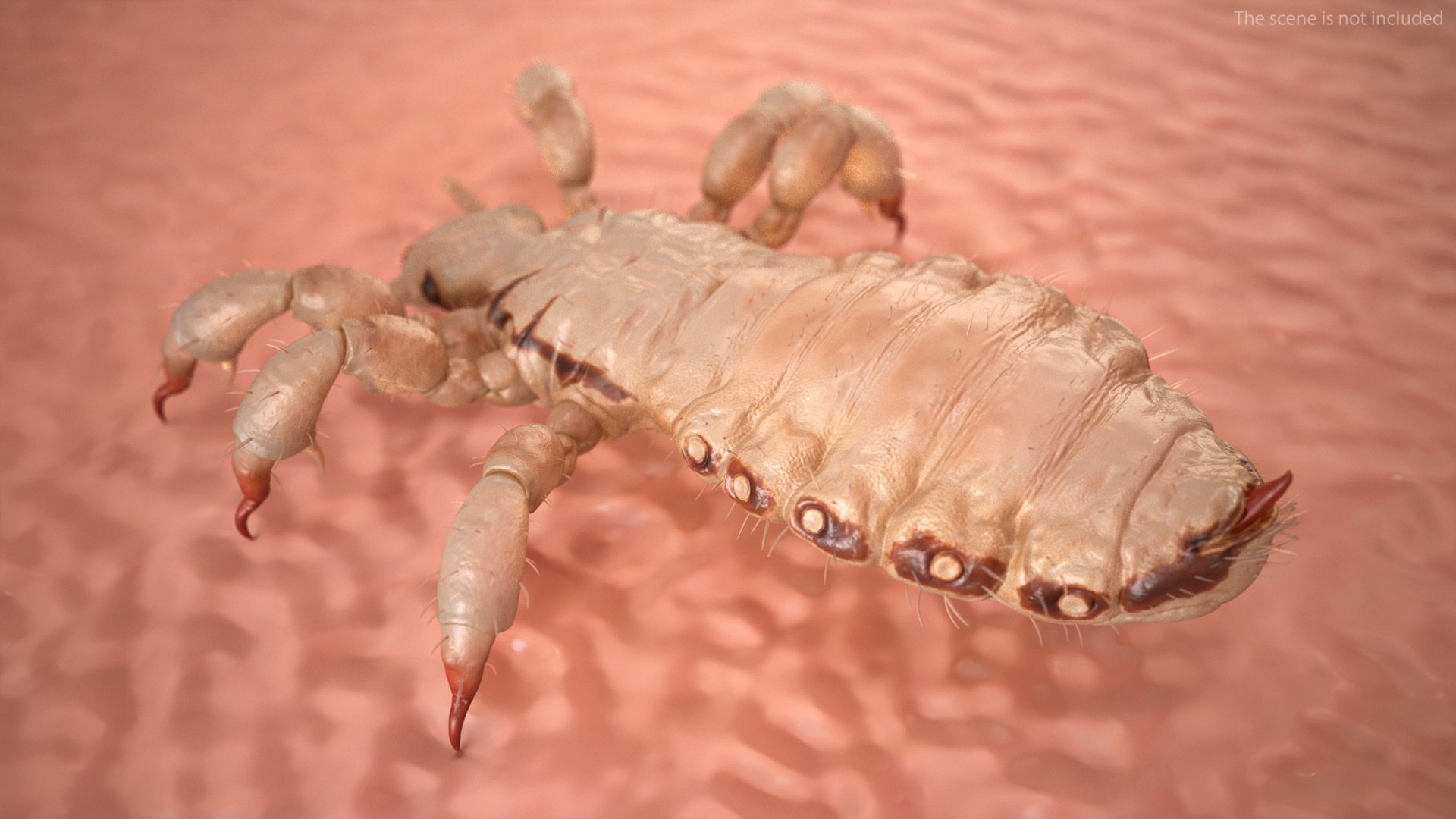 3D Louse White Hiding Pose Model - TurboSquid 2386294
