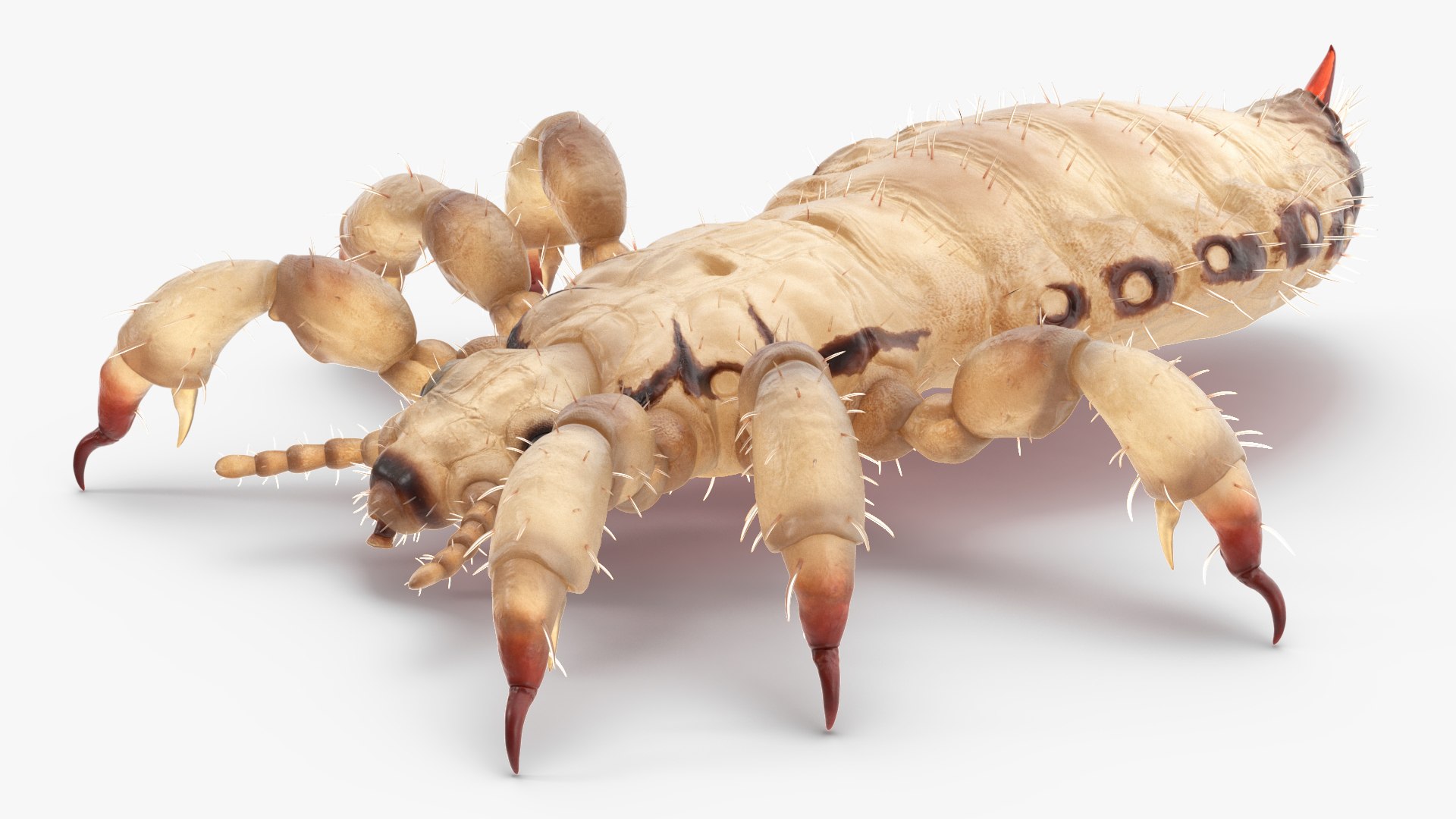 3D Louse White Hiding Pose Model - TurboSquid 2386294