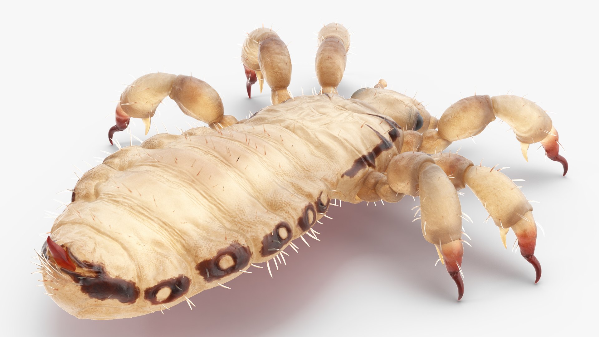 3D Louse White Hiding Pose Model - TurboSquid 2386294